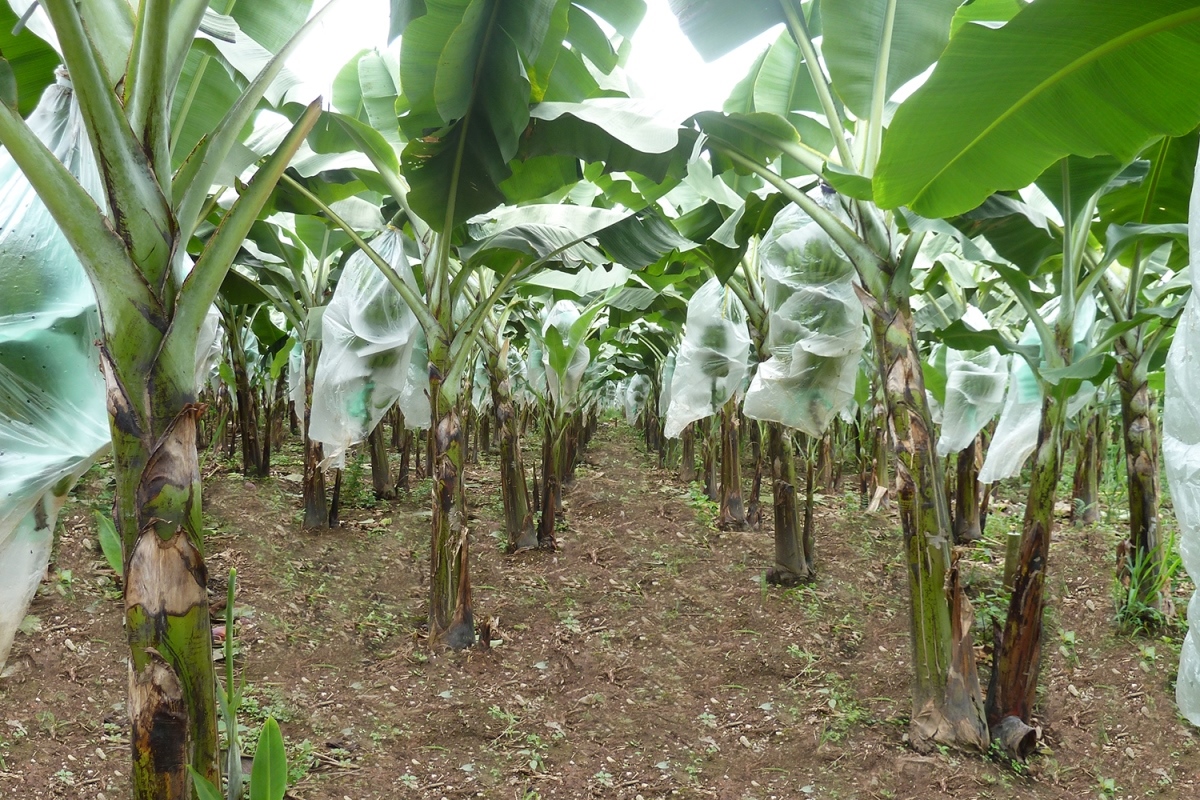 Recomendaciones Archives - Fertisa